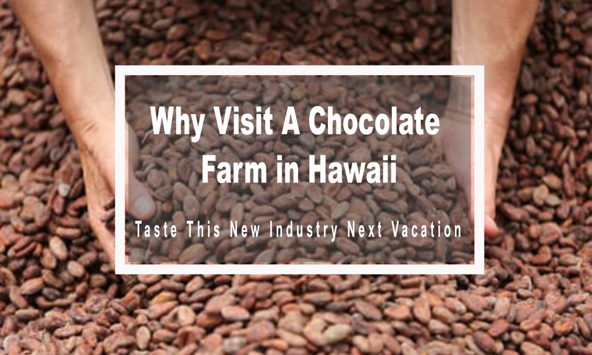 Should I take my family to a Hawaii chocolate farm? Absolutely!